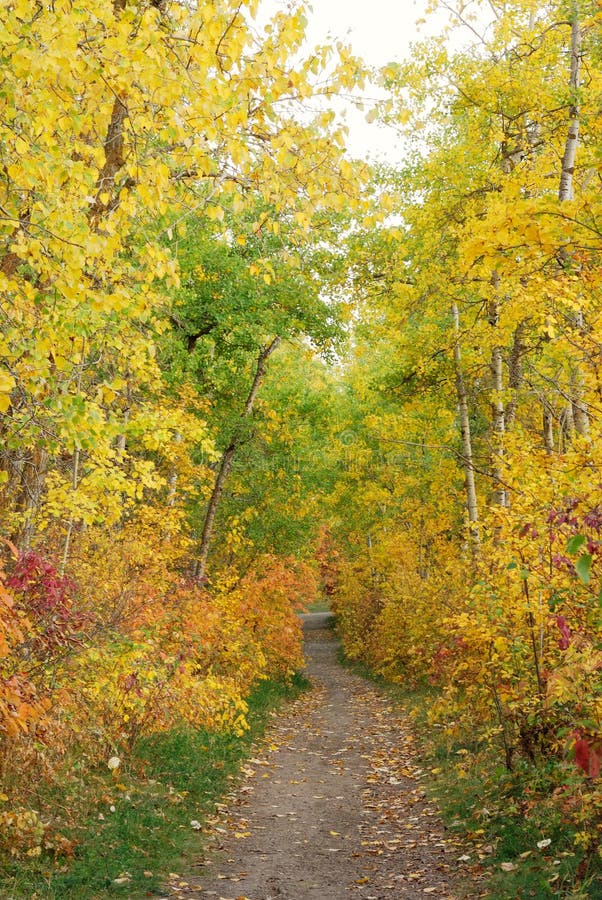 Hiking Trail in Autumn Forest Stock Image - Image of saskatchewan ...