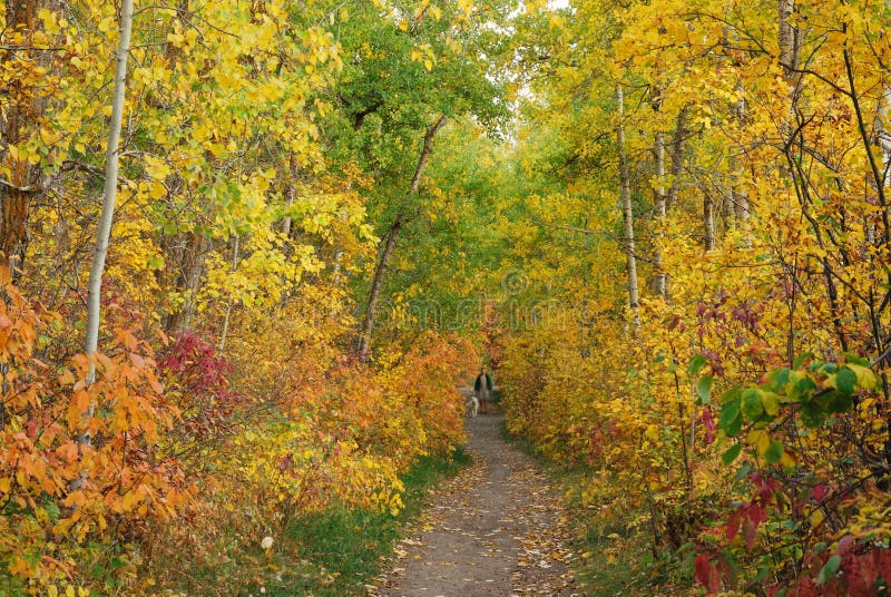 Hiking Trail In Autumn Forest Stock Photo - Image of golden, peaceful ...