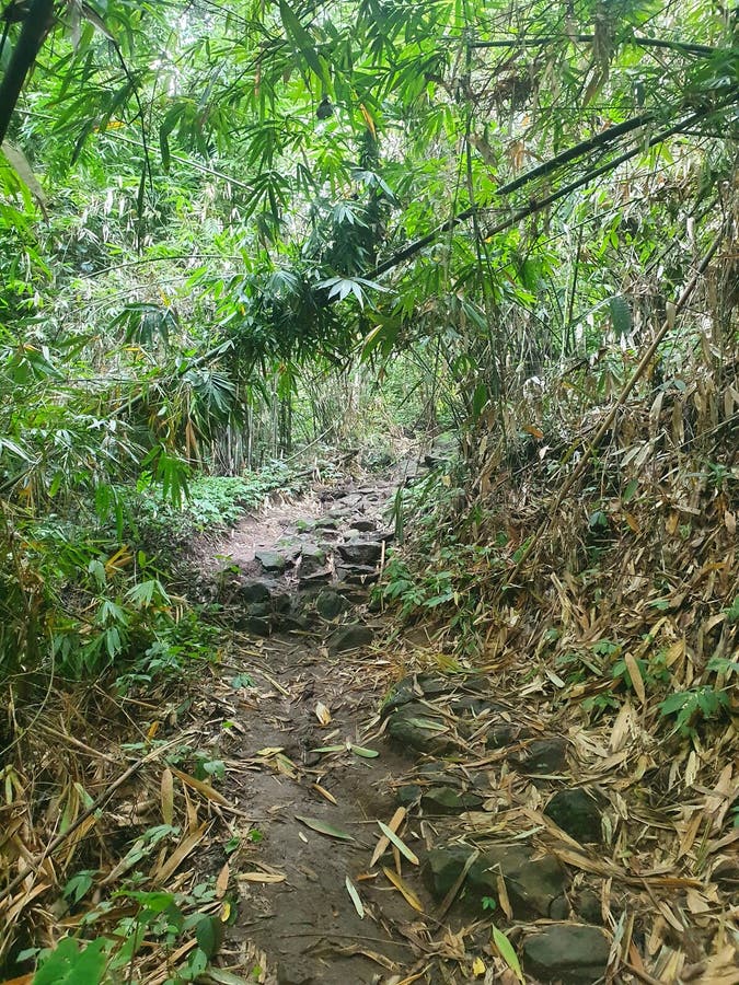 Hiking Trail between Bamboo Trees Stock Photo - Image of green, flower ...