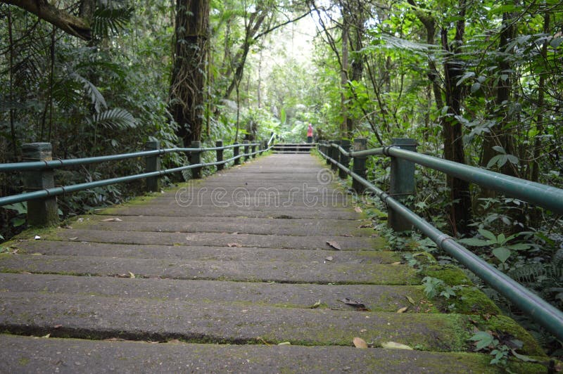 The Hiking Trail Bridge is Neatly Arranged in the Middle of the Forest ...