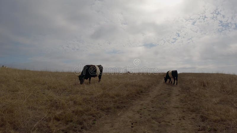 Hiking on a Trail through a Cattle Farm with Belted Galloway Cows on ...