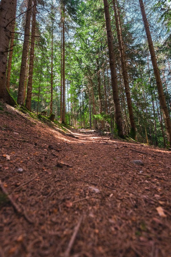 Hiking Trail in the Conifer Black Forest Viewed from Floor Level Stock ...