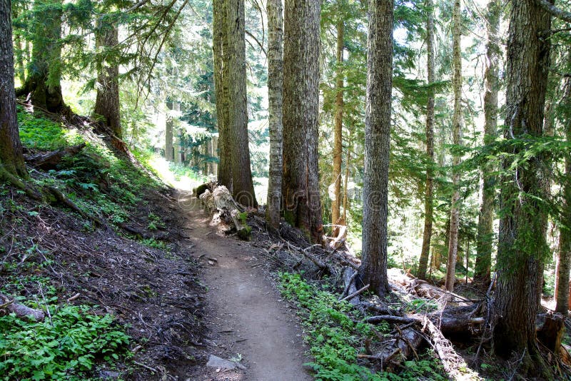 Hiking Trail through Conifer Forest Stock Image - Image of trail ...