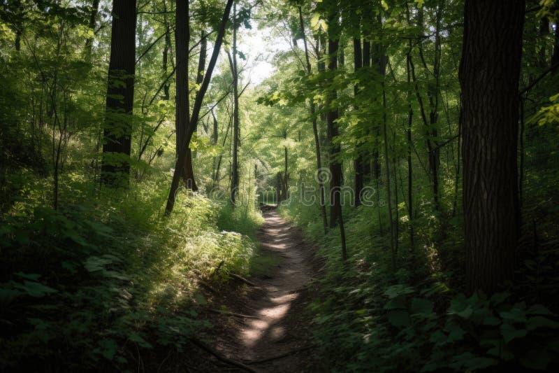 Hiking Trail through Dense Forest, with Trees Towering Overhead Stock ...