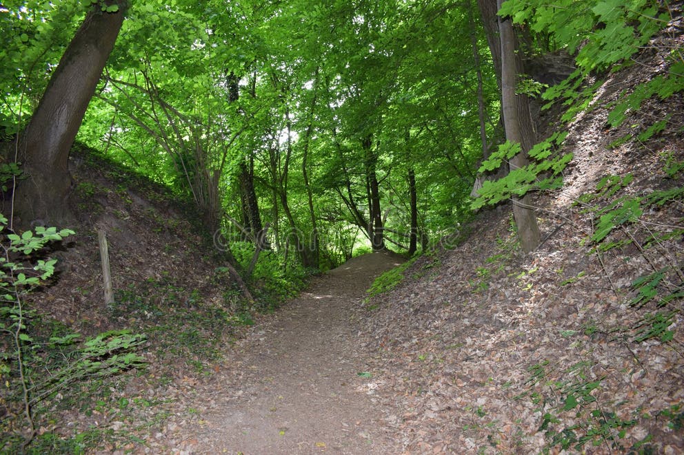 Hiking Trail in the Eifel Forest during Spring Stock Image - Image of ...