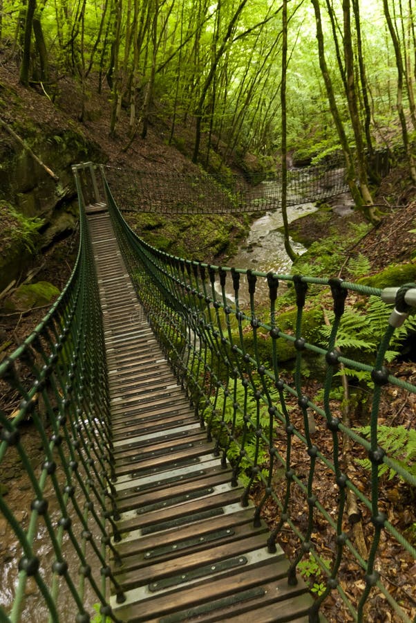 On the Hiking Trail Eifelsteig Stock Image - Image of falls, beech ...