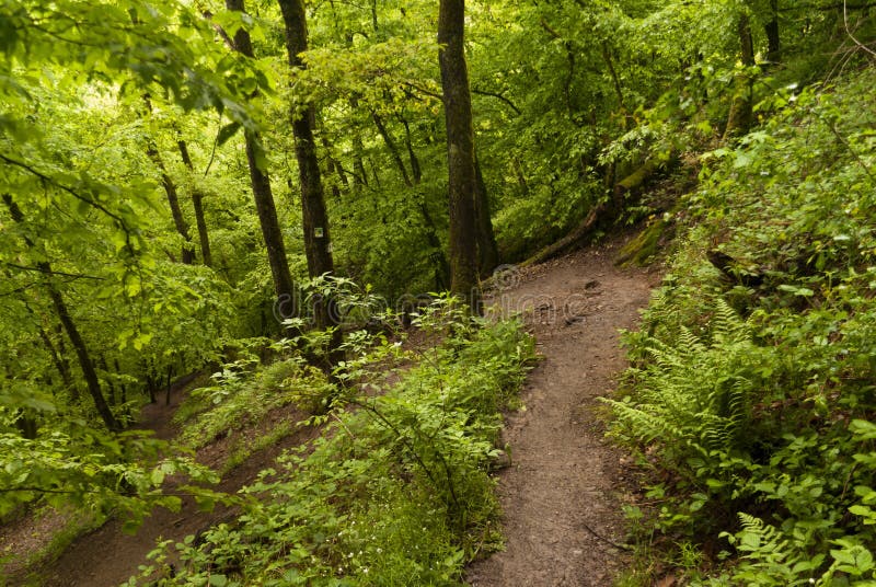 On the Hiking Trail Eifelsteig Stock Image - Image of brook, drowned ...