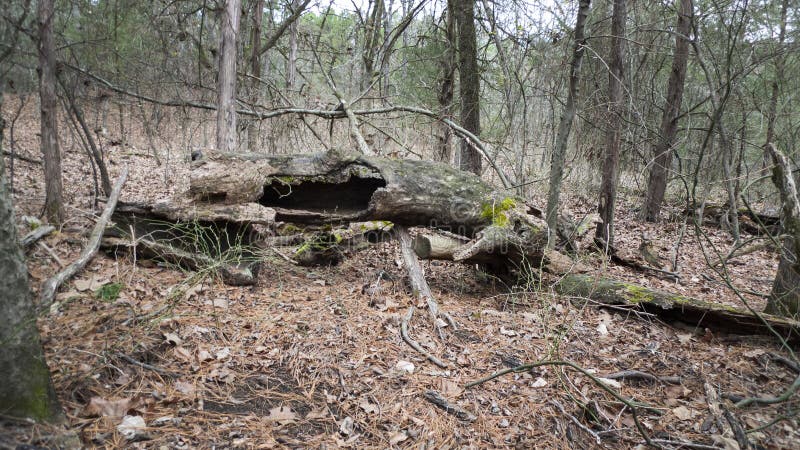 Hiking Trail with Fallen Tree Hollowed Out by Decay Stock Photo - Image ...