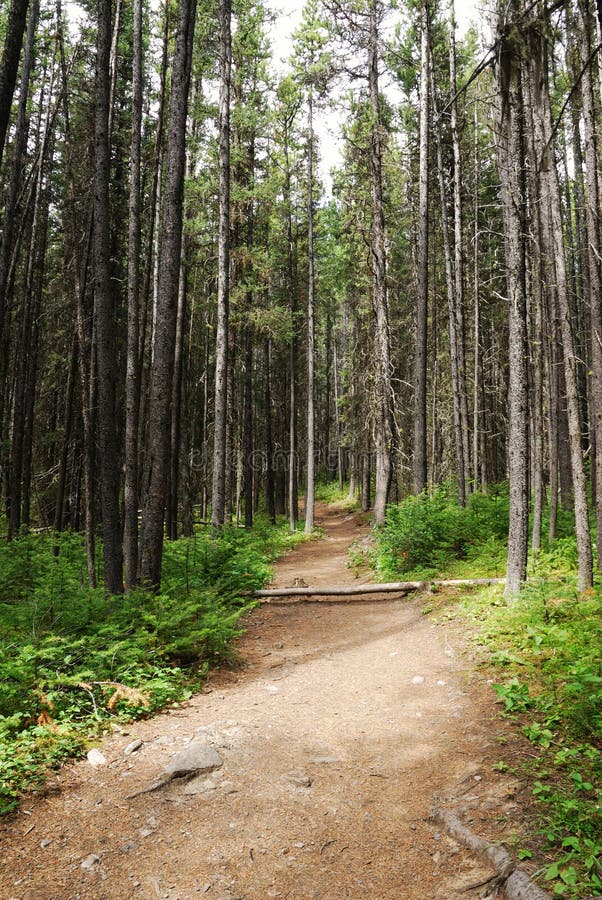 Hiking Trail in Autumn Forest Stock Image - Image of edmonton, tranquil ...