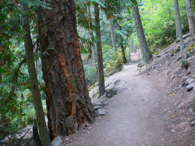 Hiking Trail through Forest Stock Image - Image of calm, ecology: 8555409