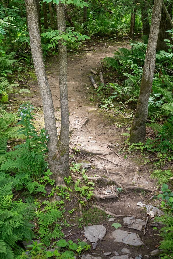 Trail through forest stock photo. Image of distance, rural - 9219566