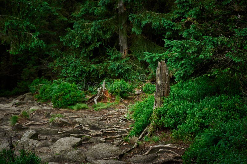 A Difficult Path Covered with Stones and Protruding Roots Stock Image ...