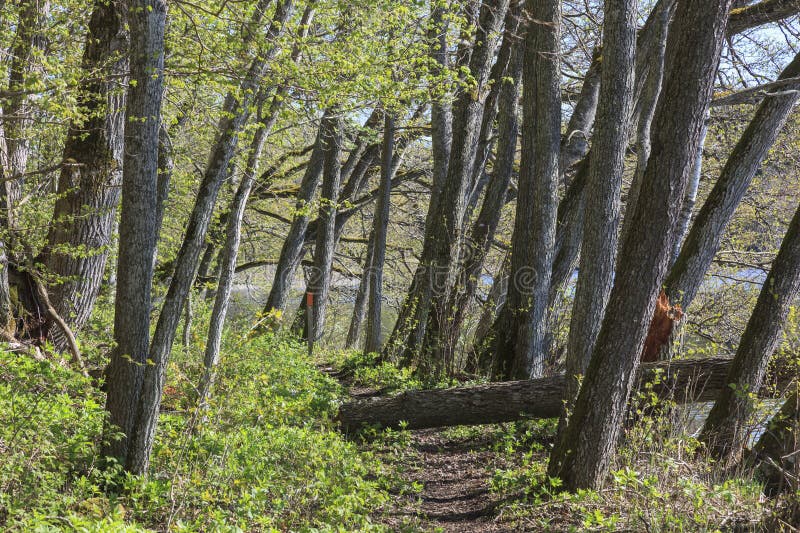 Hiking trail at a forest stock image. Image of trees - 84361415