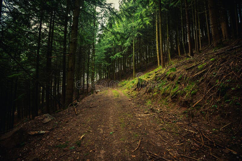 Hiking Trail in the Forest. Hiking Path with in Forest on a Bright ...