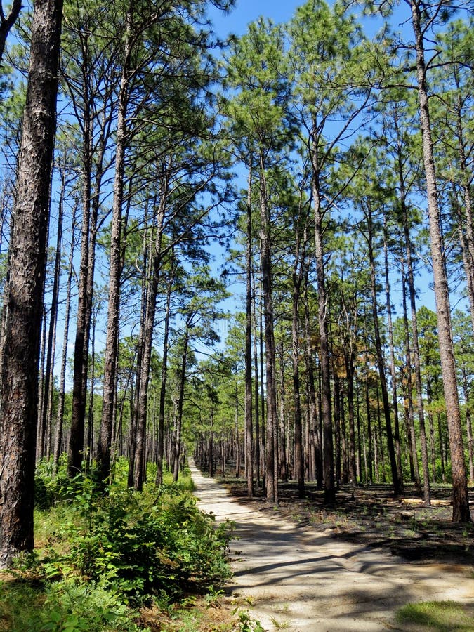 Hiking Trail through a Forest of Tall Pine Trees Stock Photo - Image of ...