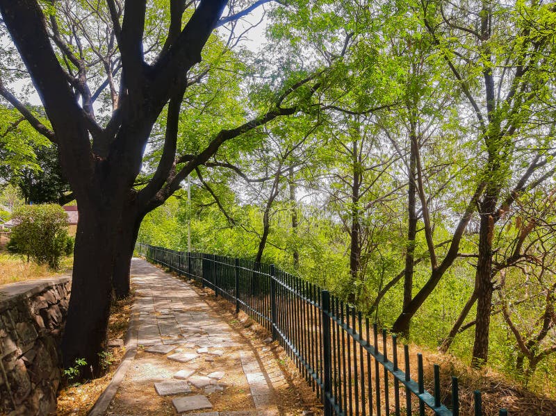 A Hiking Trail Going through the Forest Stock Image - Image of capital ...