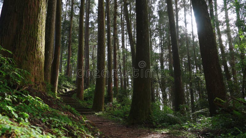 Hiking Trail Going through Green Forest in Alishan Mountain, Taiwan ...