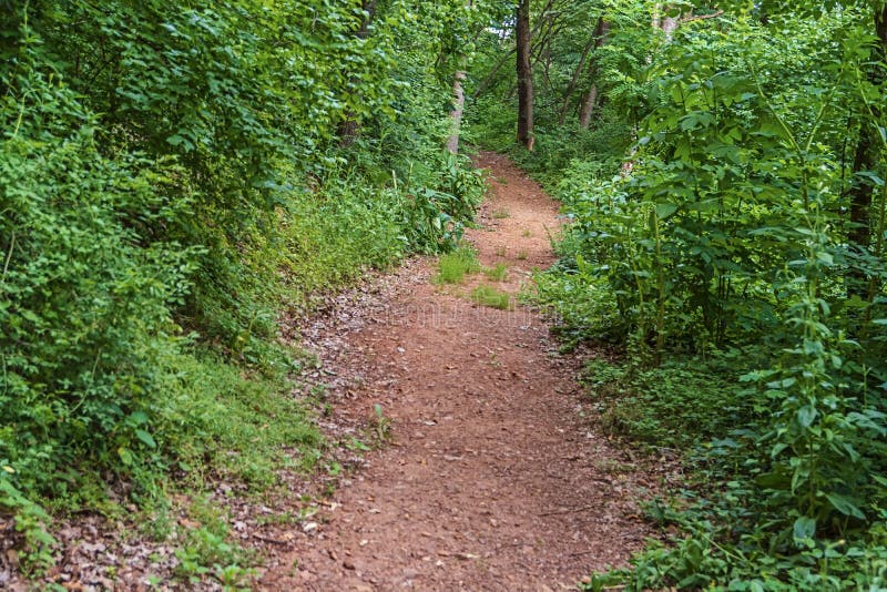 Hiking Trail between Greenery in the Heavy Brush and Trees in the ...