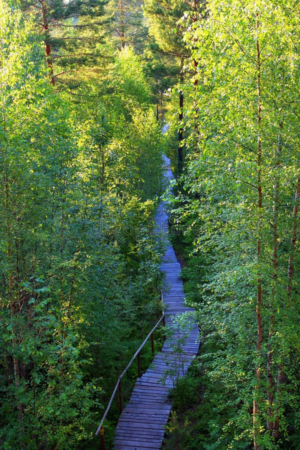 Hiking Trail in Late Spring Stock Photo - Image of leaves, rambler ...