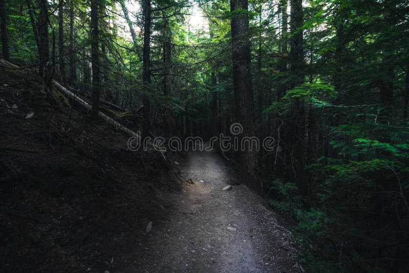 Dark Forest Trail. [Portrait] Stock Photo - Image of hiking, glacier ...