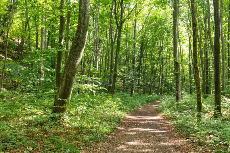 Deciduous Forest in the Summer Stock Photo - Image of environmental ...