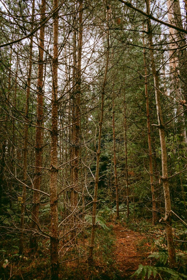 Hiking Trail in a Lush Forest with Fallen Trees. Dark and Moody Filter ...