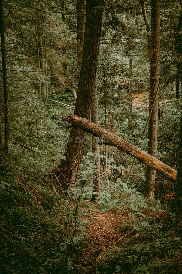Hiking Trail in a Lush Forest. Fallen Trees and a River Flowing in the ...