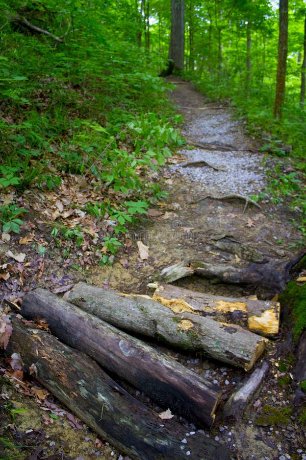 Logs on a path stock photo. Image of firewood, water - 303521088