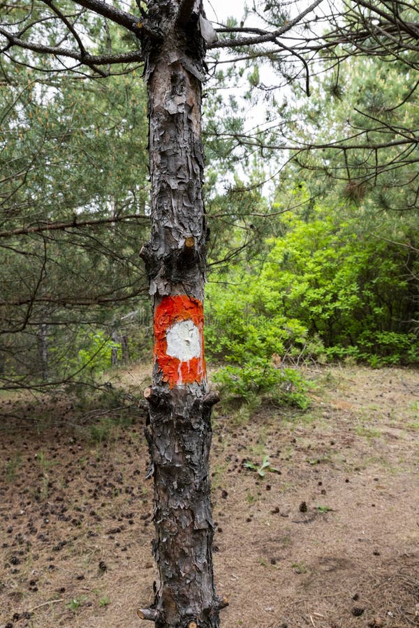 Hiking Trail and Hiking Markers on the Trees in the Forest Stock Photo ...