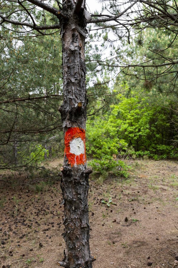 Hiking Trail and Hiking Markers on the Trees in the Forest Stock Image ...