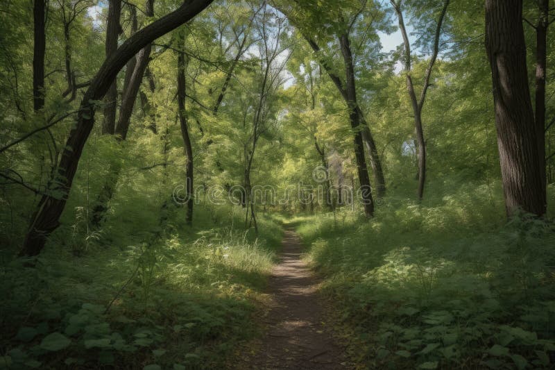 Hiking Trail Meanders through Forest, with Canopy of Trees Overhead ...