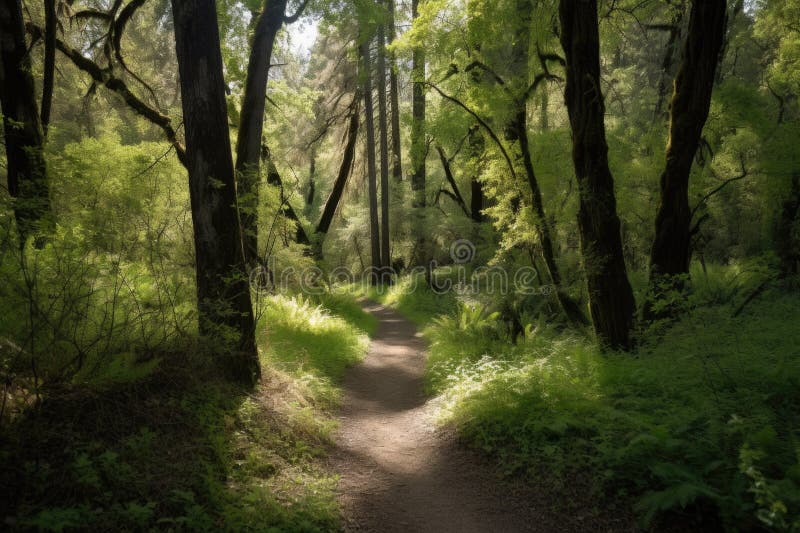 Hiking Trail Meanders through Forest, with Canopy of Trees Overhead ...