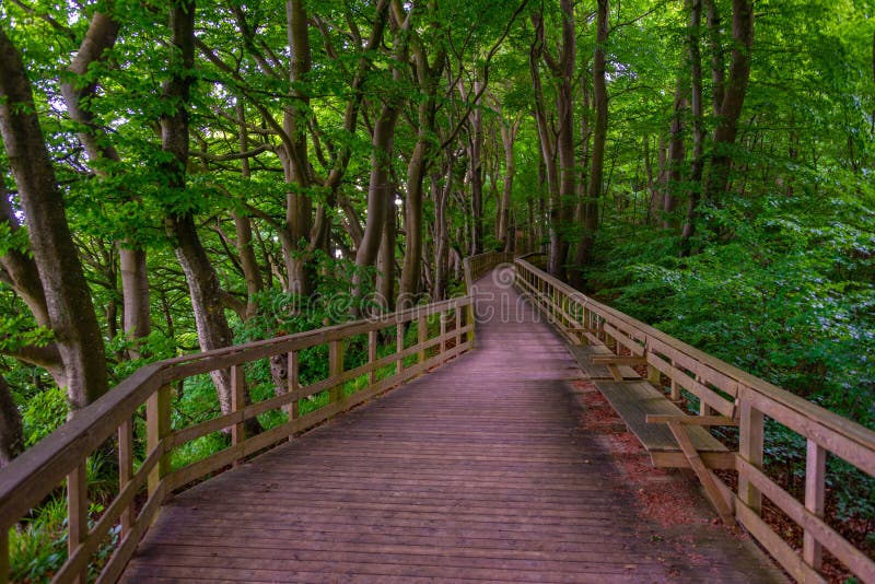 Hiking Trail at Mons Klint White Cliffs in Denmark Stock Photo - Image ...