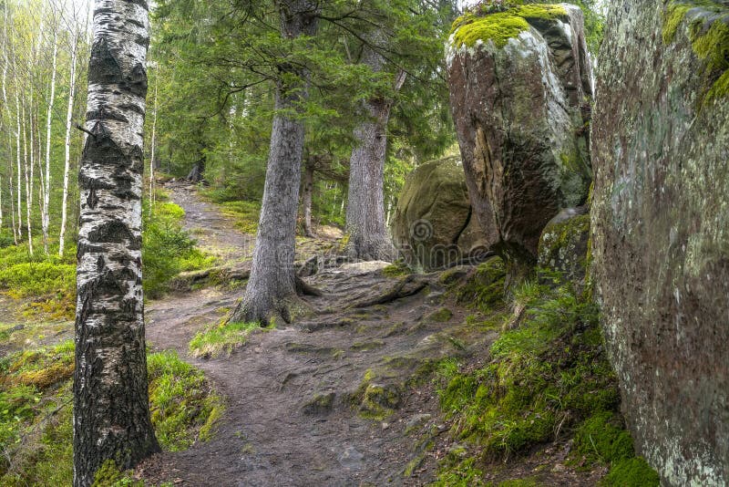 Hiking Trail. Mountain Path in Forest between Trees and Rocks Stock ...