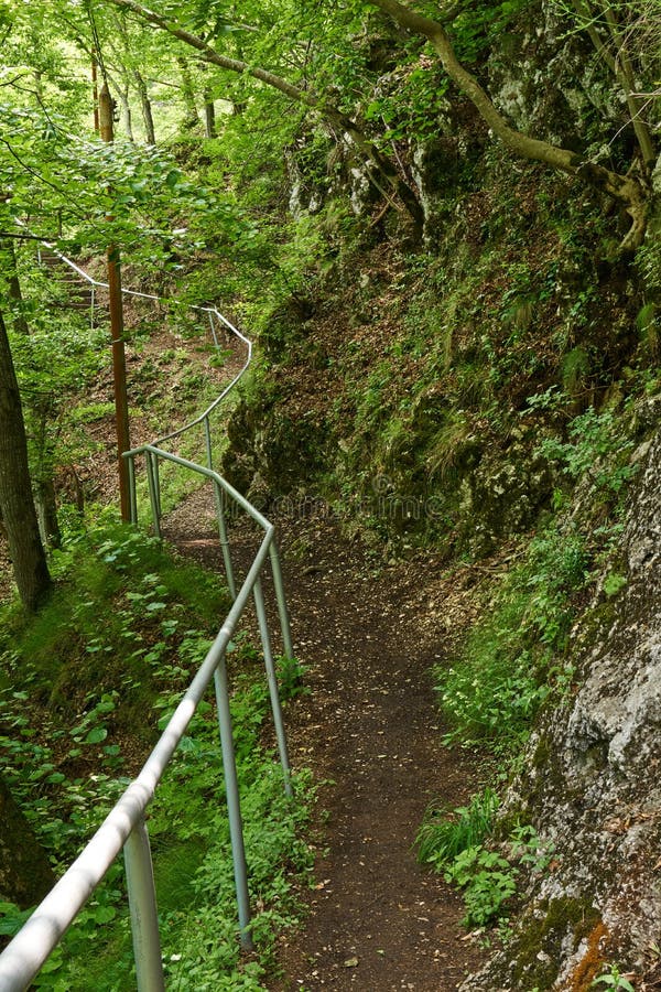 Hiking Trail through the Forest Stock Image - Image of railing, lush ...
