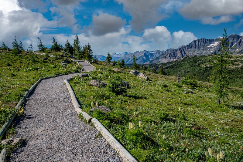 Hiking Trail through Mountains and Wildflowers in the Sunshine Meadows ...
