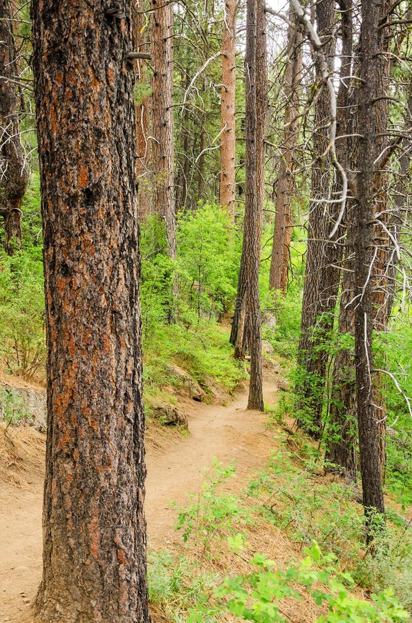 Hiking Trail stock photo. Image of sunlight, path, environment - 32706088