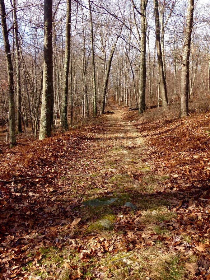 Hiking trail stock photo. Image of shrubs, camp, hiking - 64290388