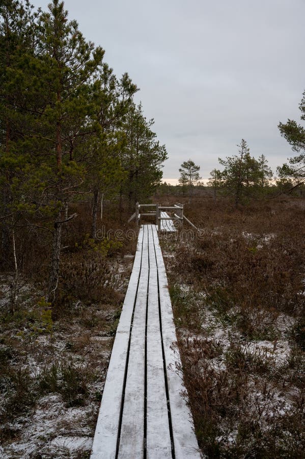 A Hiking Trail through a Pine Forest. Wooden Path in Winter Scenery ...