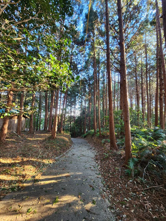 Hiking Trail, Pines and Foliages, Blue Sky, Sunset Stock Photo - Image ...