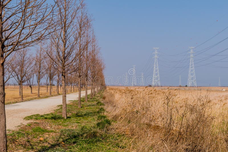 Hiking Trail between Rows of Leafless Trees Stock Photo - Image of ...