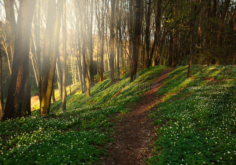 Hiking Trail in Spring Flowering Forest Lit by Morning Sunlight Stock ...