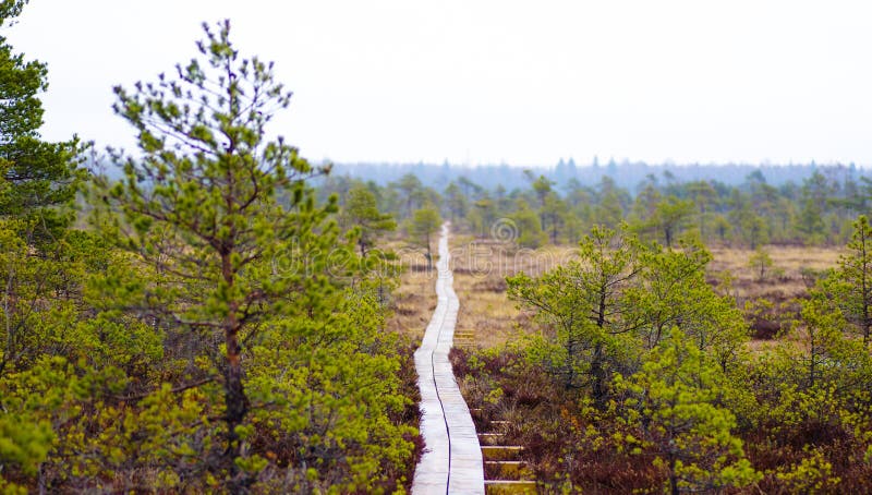 Hiking trail in spring stock photo. Image of park, swamp - 91746984