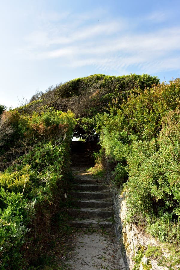 A Hiking Trail with Steps Disappearing into Green Shrubs Stock Photo ...