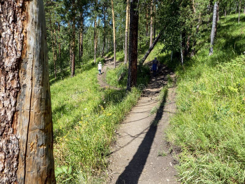 Hiking Trail in the Summer Pine Forest Stock Photo - Image of scenery ...