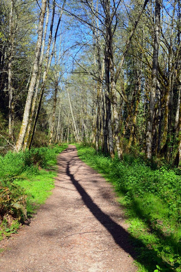 Hiking Trail with Tree Shadow Stock Image - Image of fern, hiking: 69868563