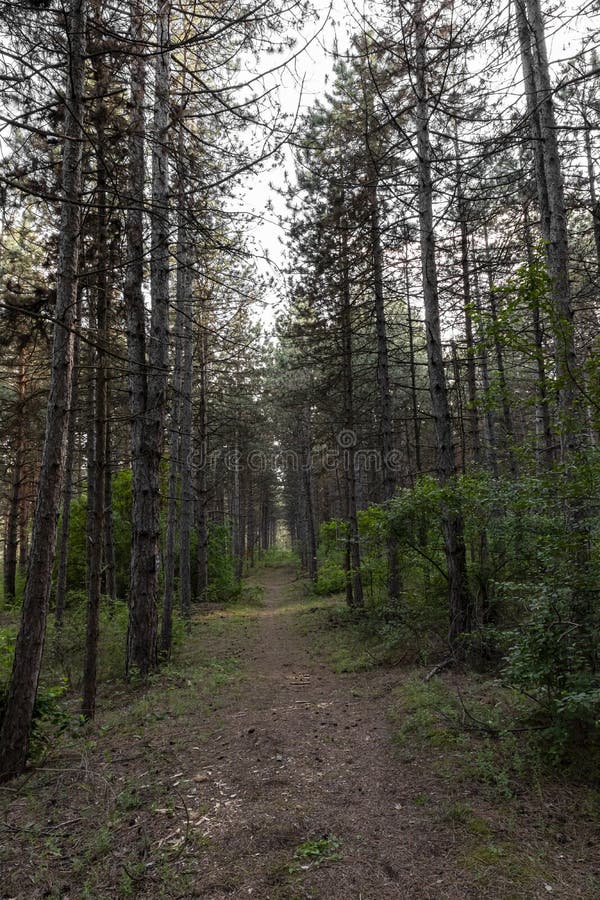 Hiking Trail and Trees in the Woods Stock Photo - Image of summer ...