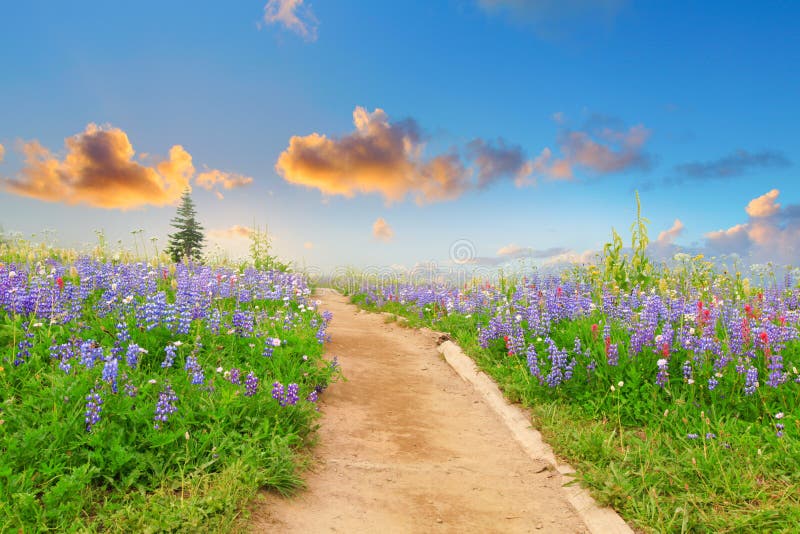 Hiking Trail with Wild Flowers and Sunset. Stock Image - Image of ...