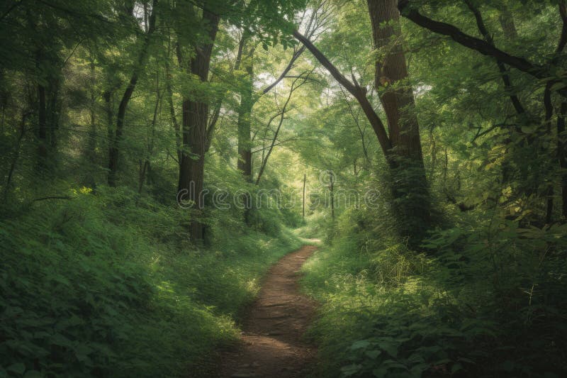 Hiking Trail Winding through Lush Forest, with Tree Canopy Overhead ...