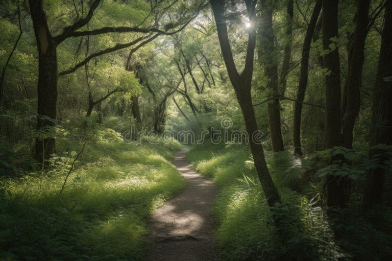 Hiking Trail Winding through Lush Forest, with Tree Canopy Overhead ...
